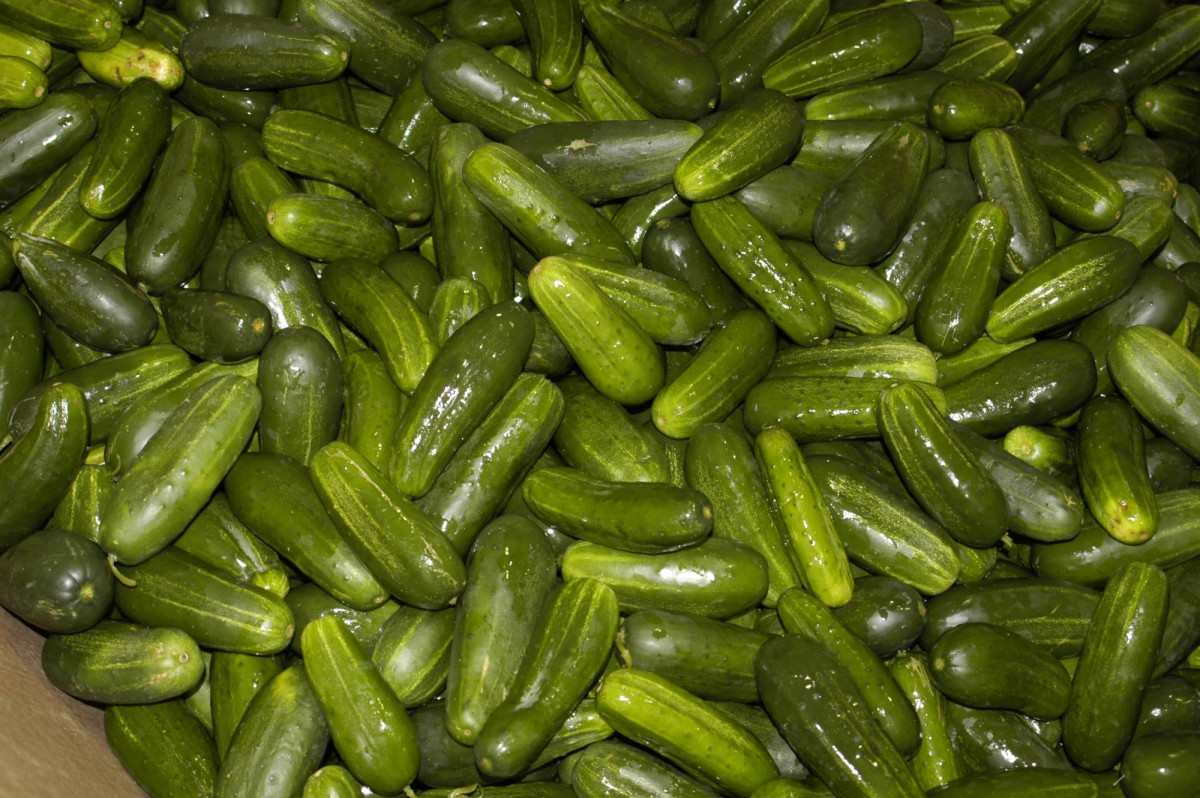 Cucumbers! Cucumbers! The Magical Fruit! - Puckered Pickle Company